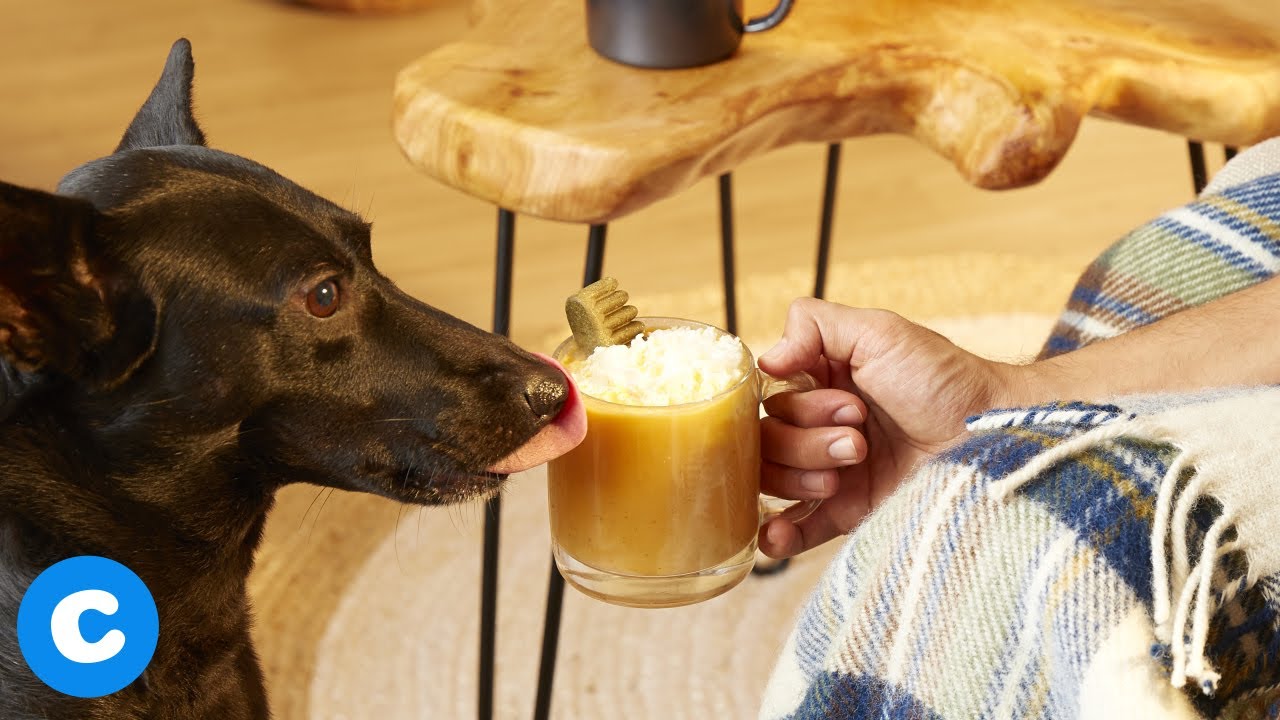 DIY Pumpkin Spice Latte Recipe for Dogs - YouTube