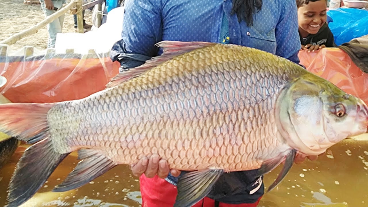 Incredible Big Catla Fish Scaling || Live Huge Katla Fish Cutting ...