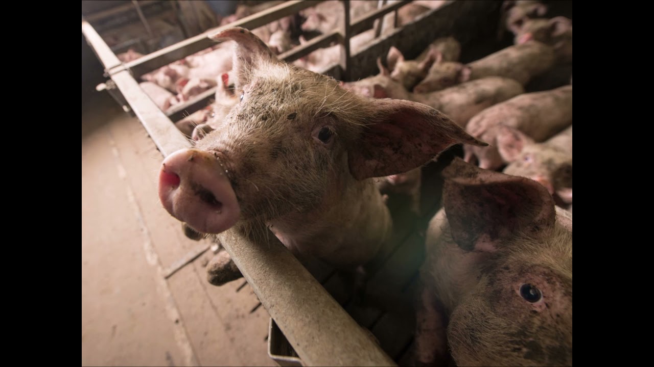 The Truth Behind Concentrated Animal Feeding Operations - Corporate ...