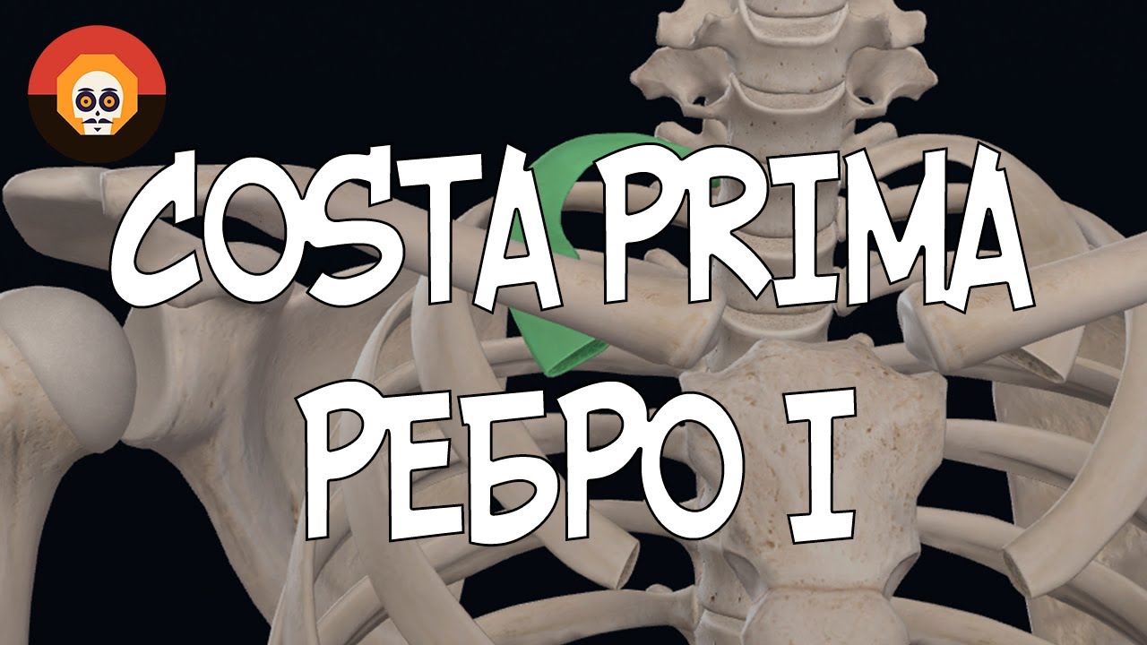 Первое ребро (Costa prima) 3D Анатомия - YouTube