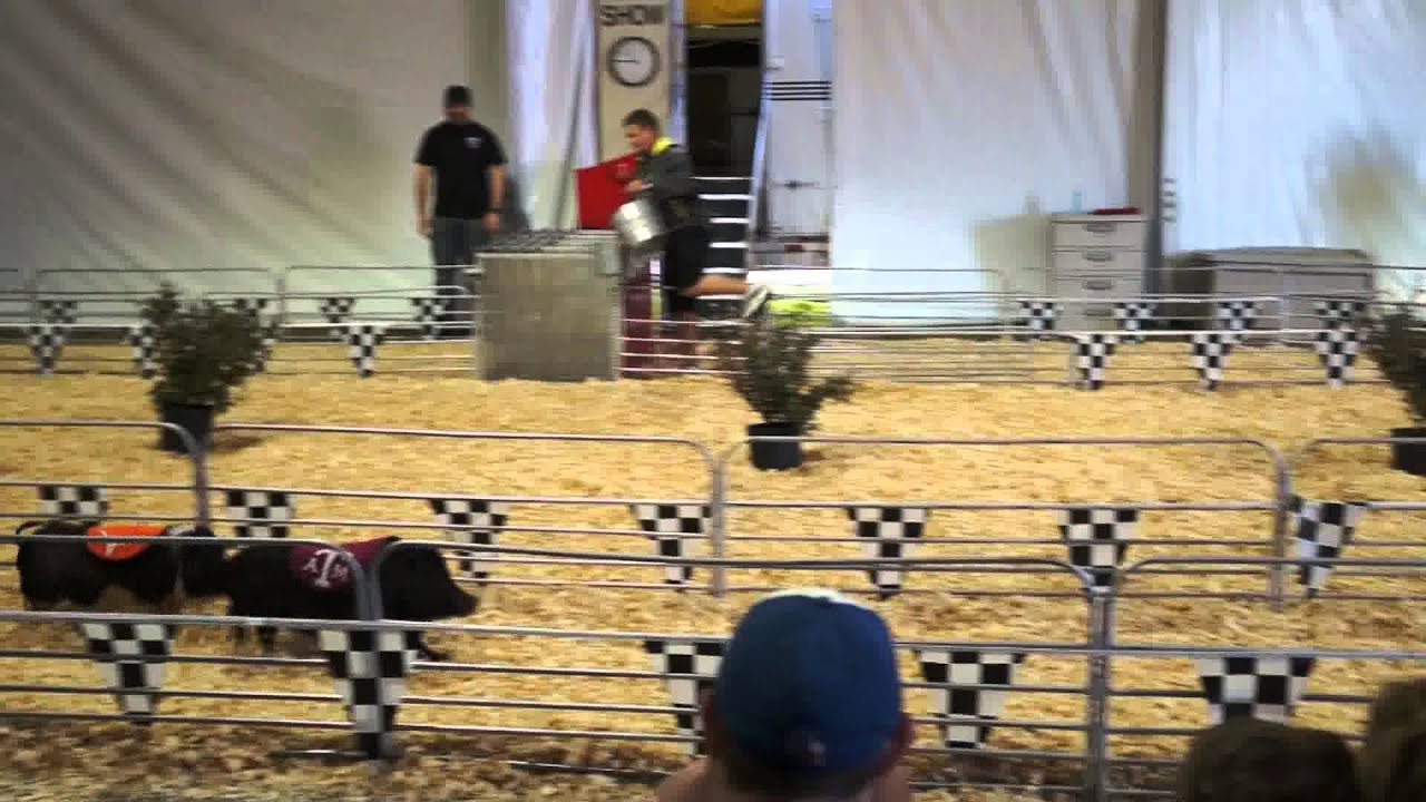 Austin Rodeo Pig race - YouTube