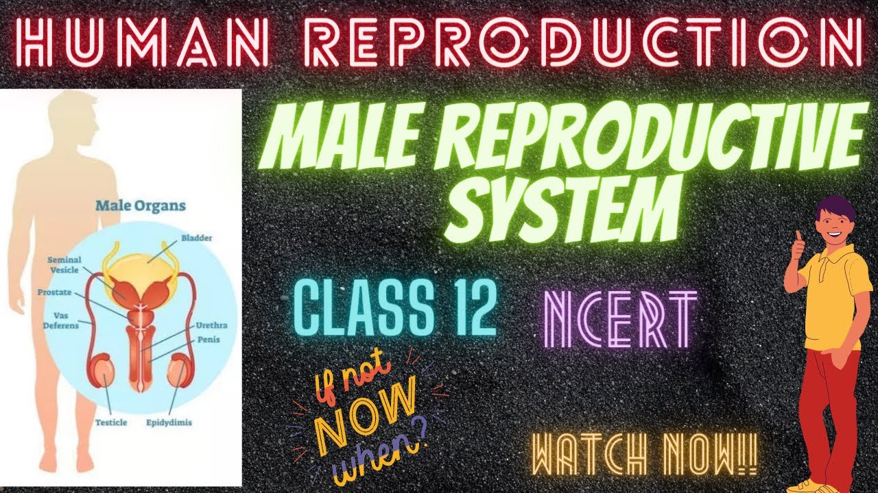 Human Reproduction Class 12 | NCERT Biology Highlight | Crash Course ...