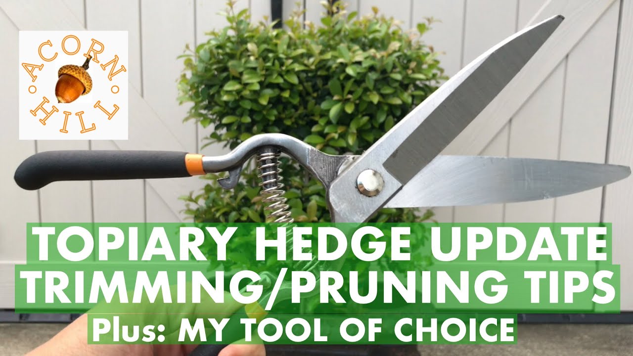 TOPIARY HEDGE UPDATE. ACORN HILL. My Topiary Trimming Guide.Easy ...