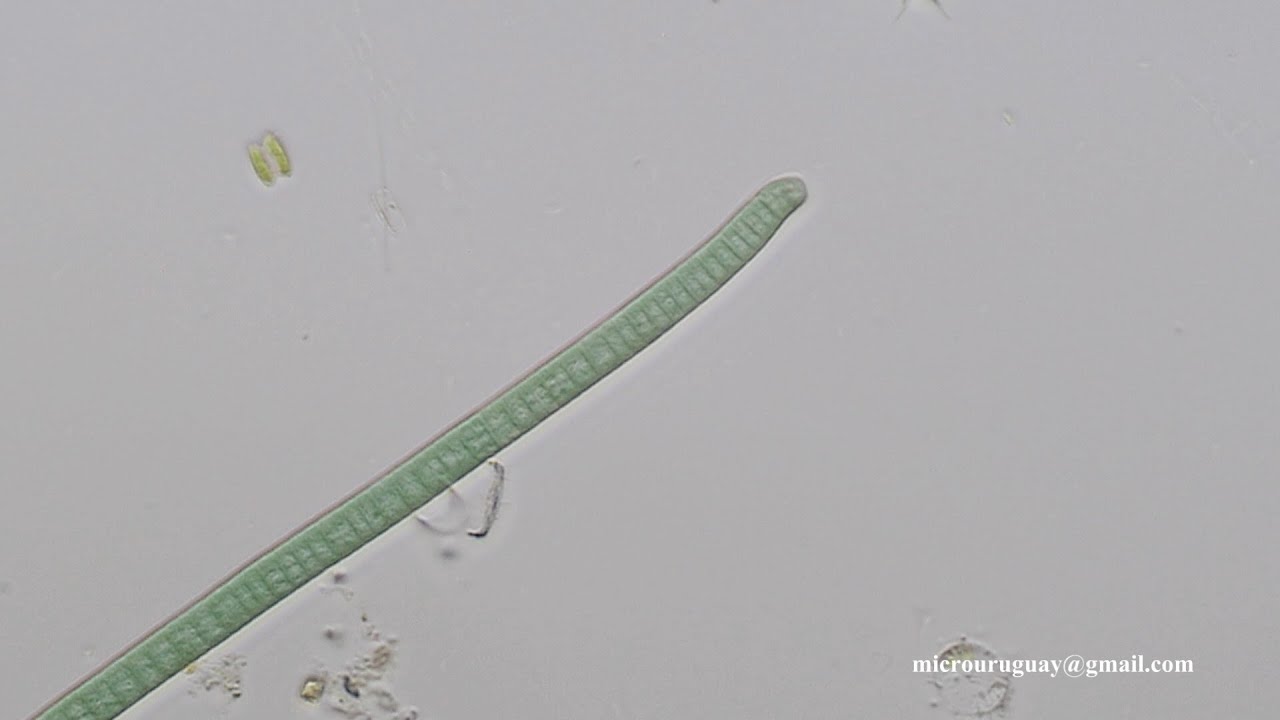 Cianobacteria Oscillatoria filmada a alta velocidad - Oscillatoria ...