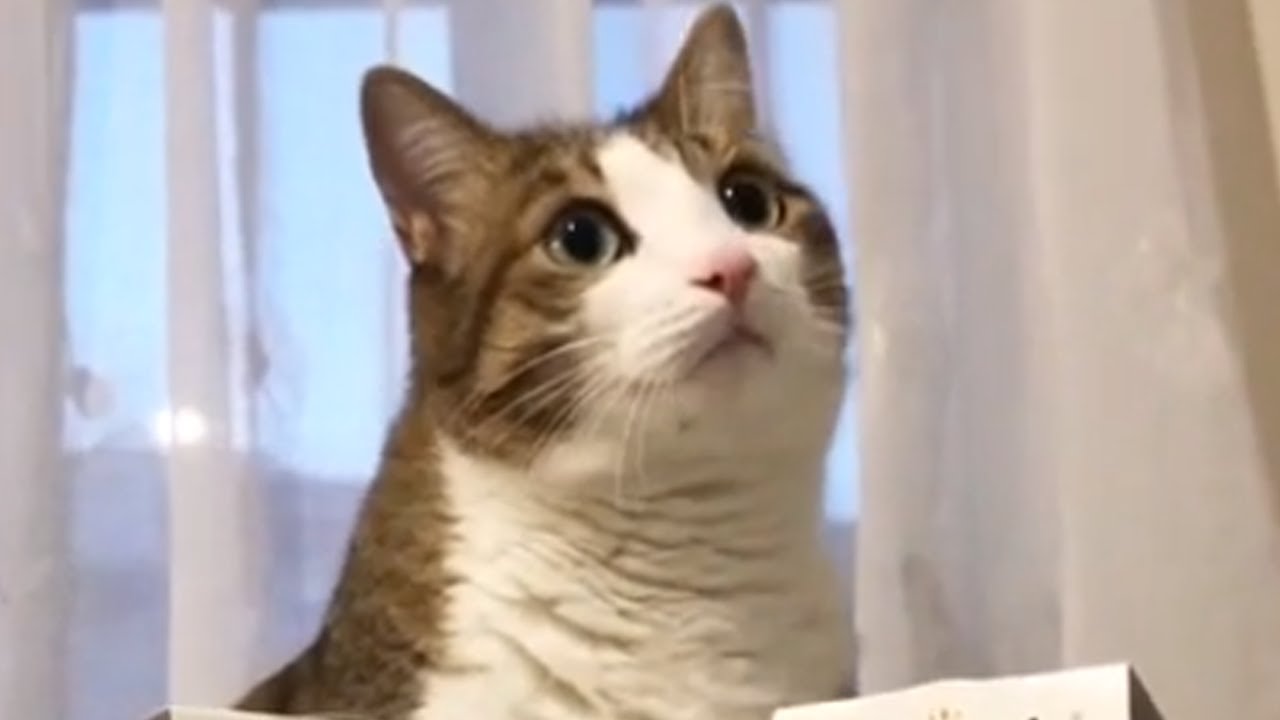 Rich cat shows off how much money it has - YouTube