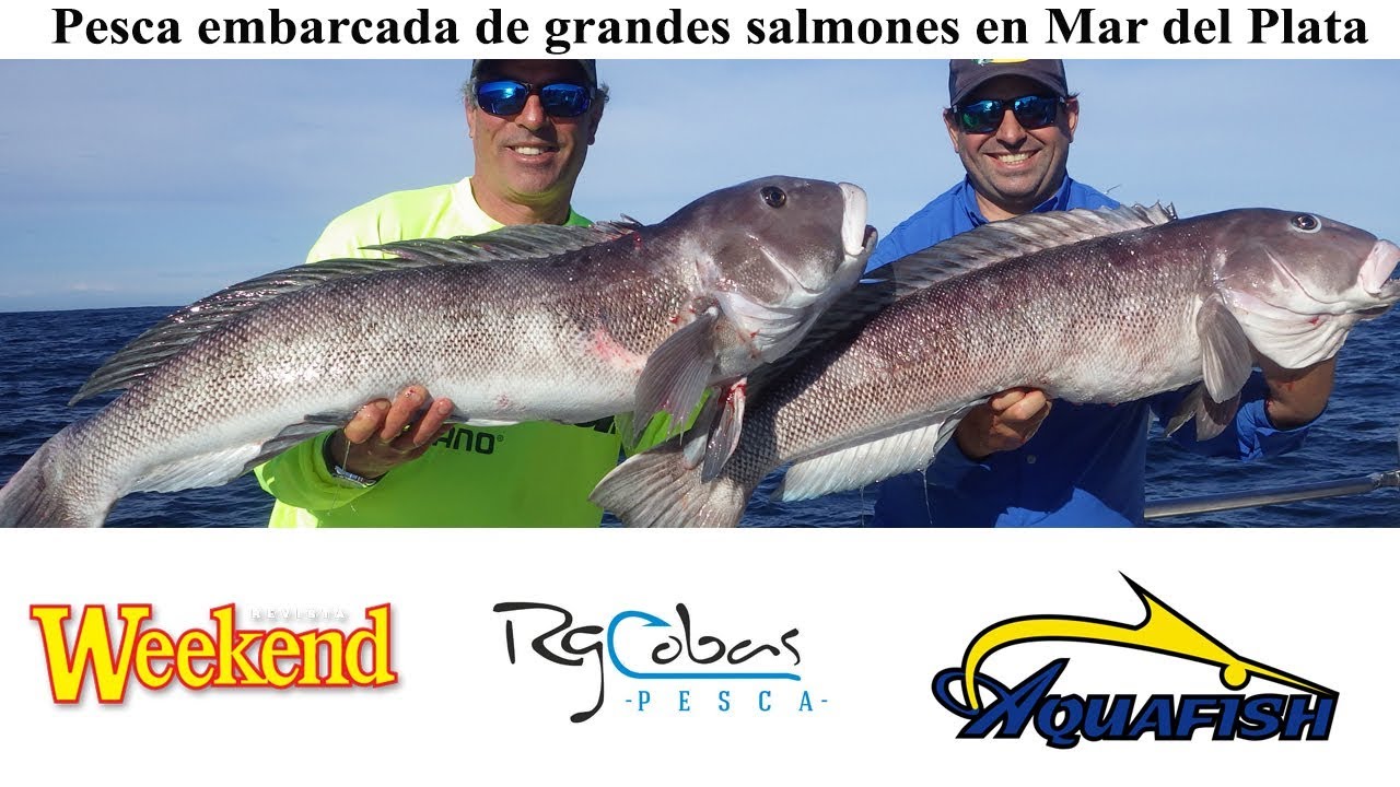 Pesca embarcado de Salmon mero chernia con Aquafish en Mar del Plata ...