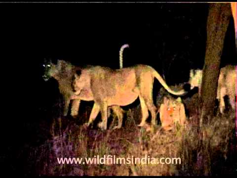 Indian Lions' eyes glowing in the night - YouTube