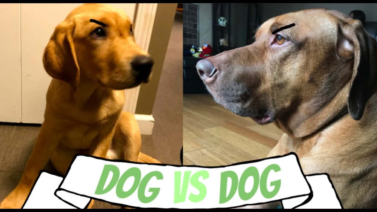 DOG V DOG - YouTube