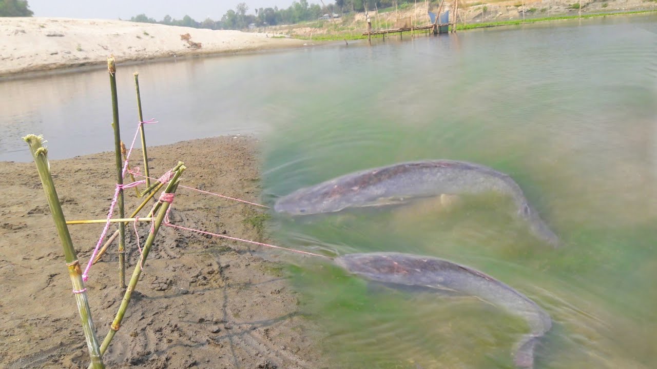 It is a great technique to catch horn fish by making traps on the banks ...