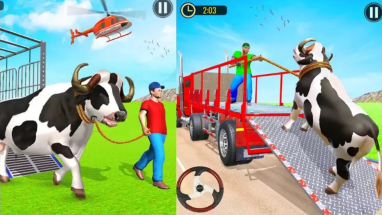 Cow transport by car | Animals transporting to zoo - YouTube