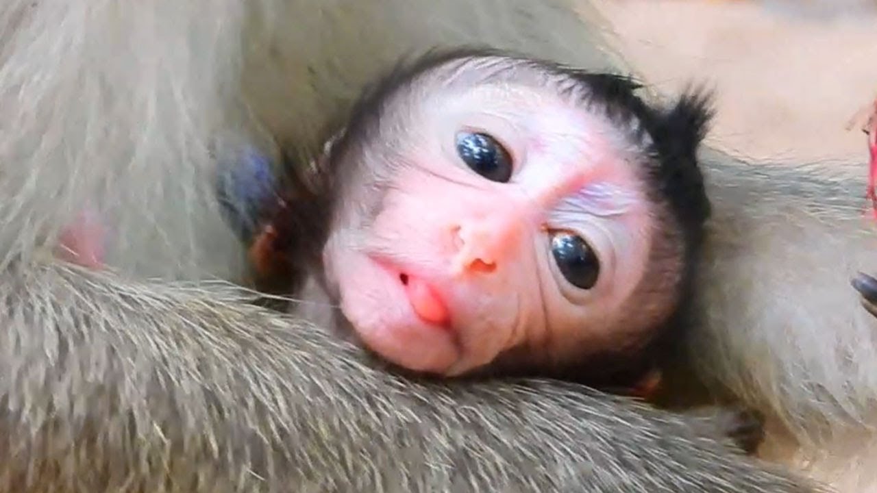 Congrats monkey Elen! newborn baby monkey Looks very Healthy - YouTube