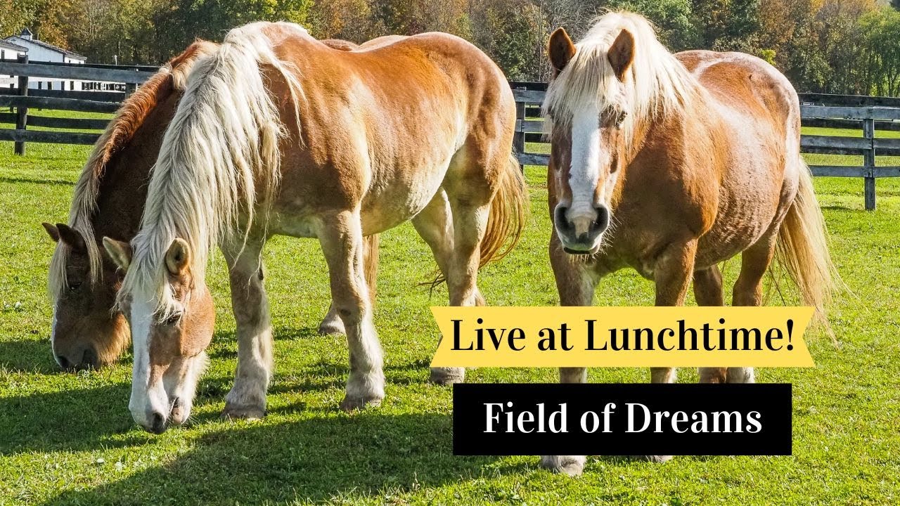 Live at Lunchtime: Field of Dreams - YouTube