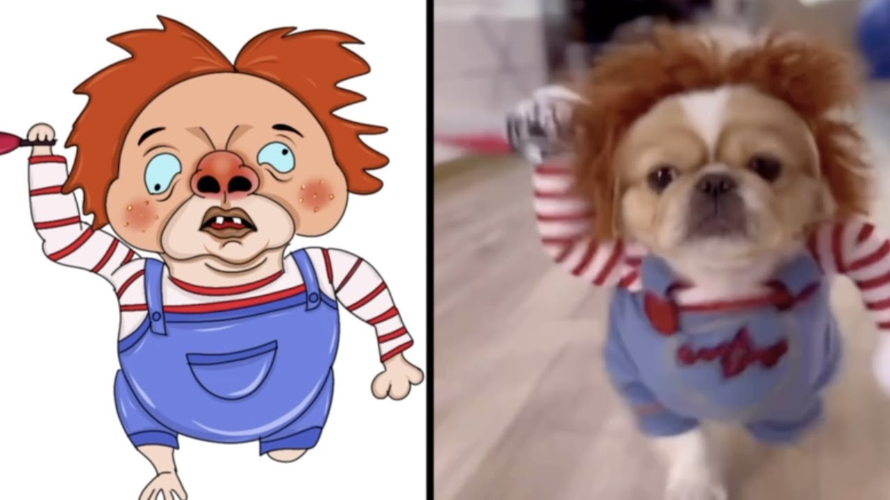 Chucky dog Drawing meme | cat memes | funny animals memes - YouTube