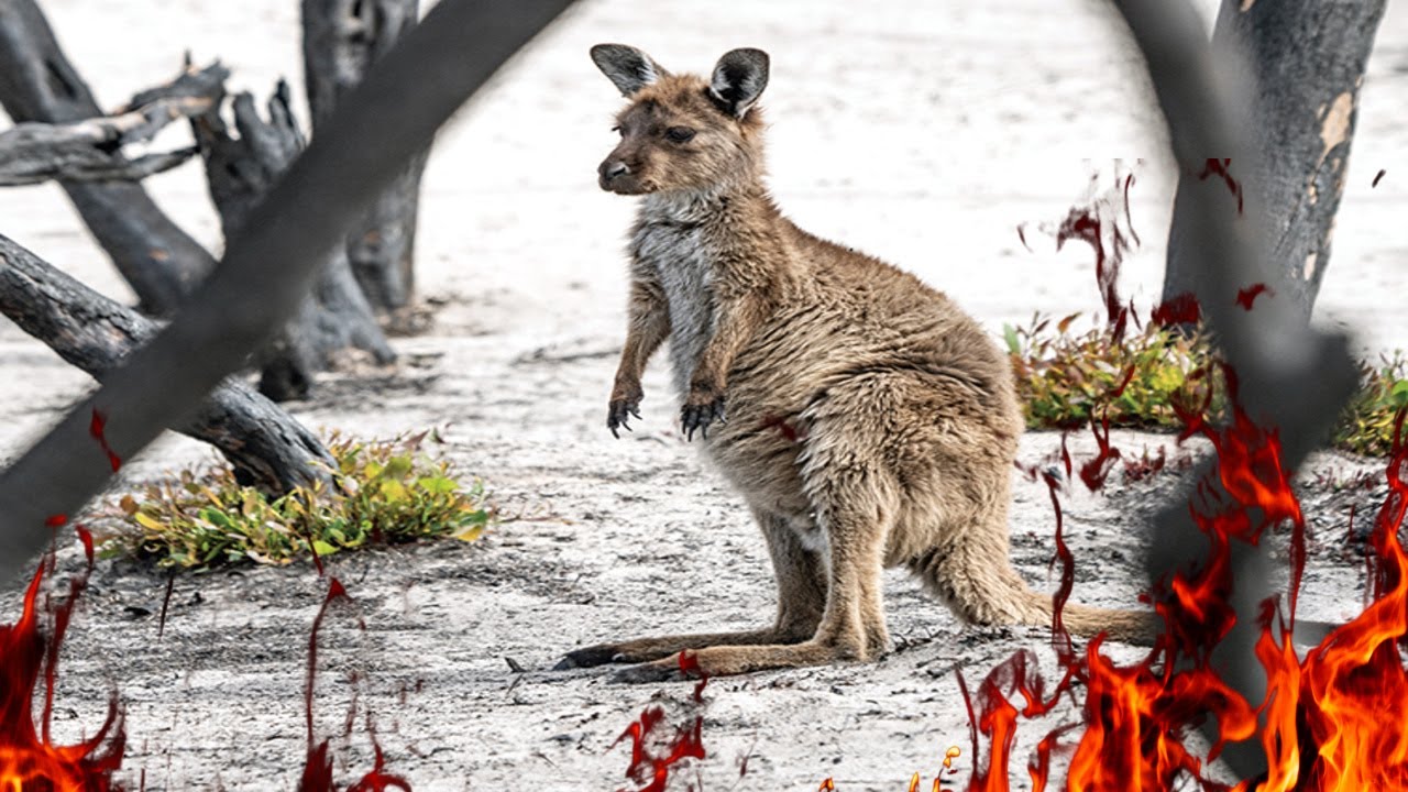 Young Kangaroo escaping the bush fire in Australia. Wildfire burning ...