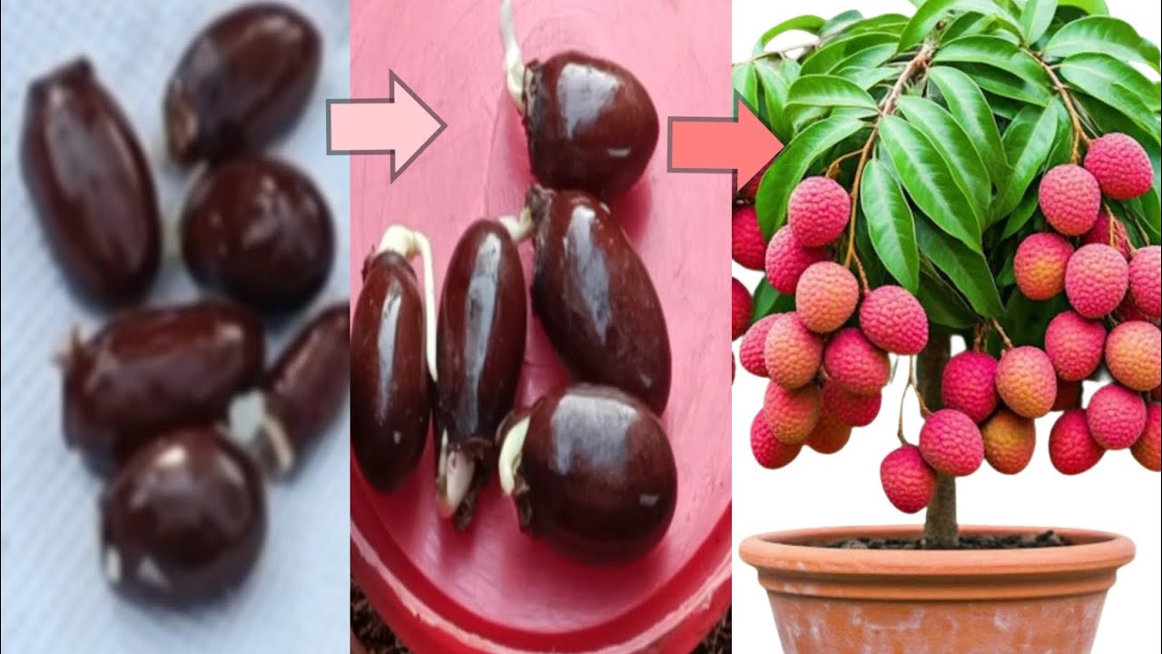 I Grew a Lychee Tree From Seed (and it was worth the wait) - YouTube