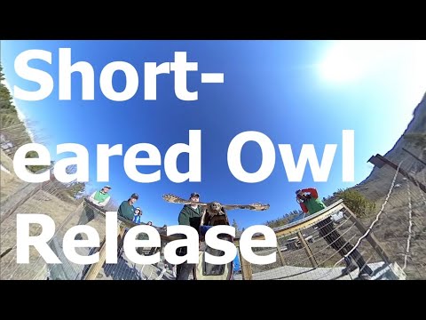 Wildlife Rehabilitation - Short Eared Owl Release - YouTube