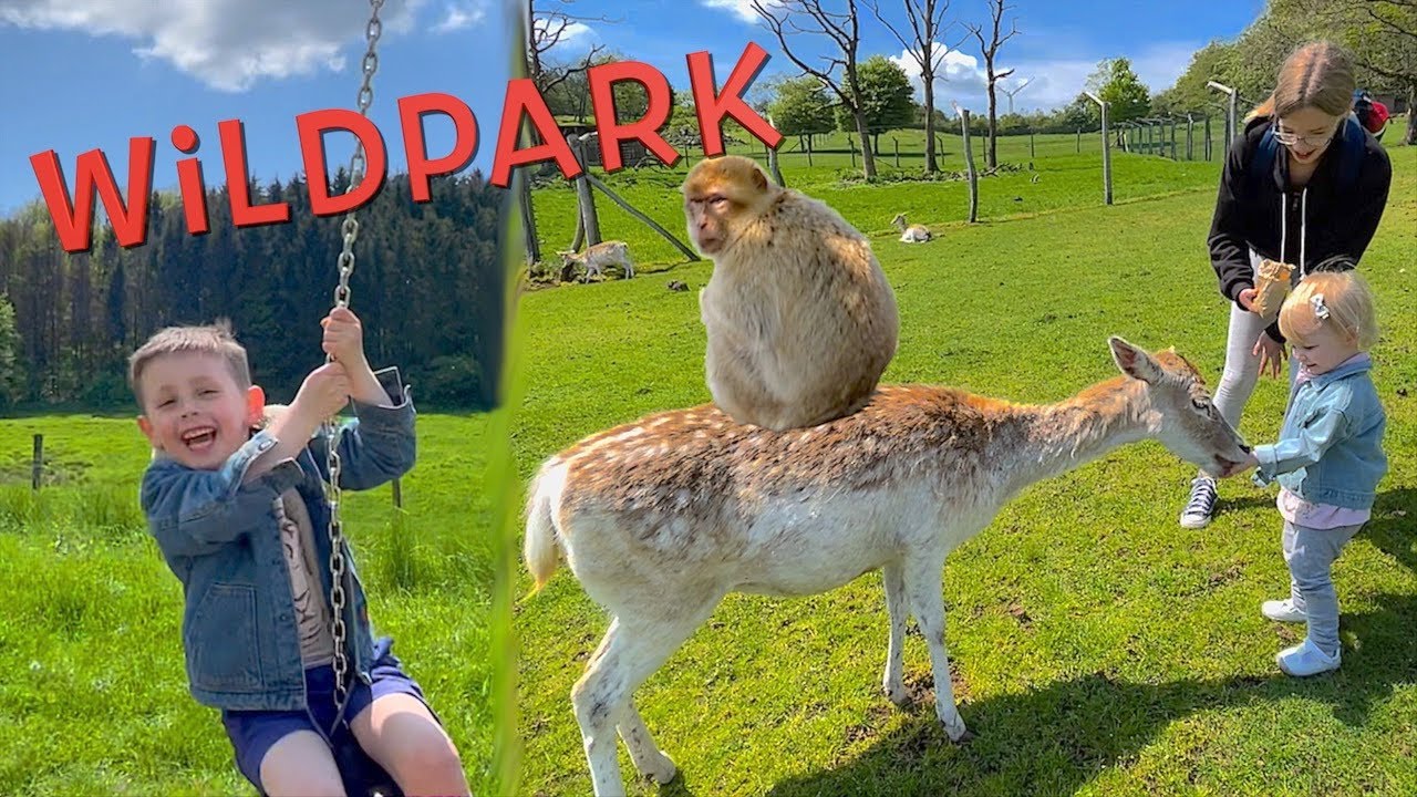 WildPark Freisen, Monkey escaped from cage! - YouTube