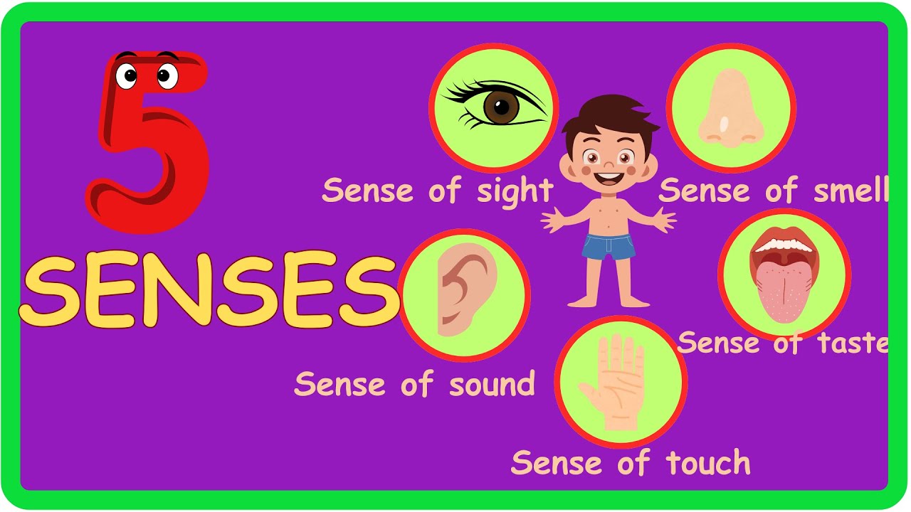 Sense organs for kids | five senses | Our senses | Sense organs name ...