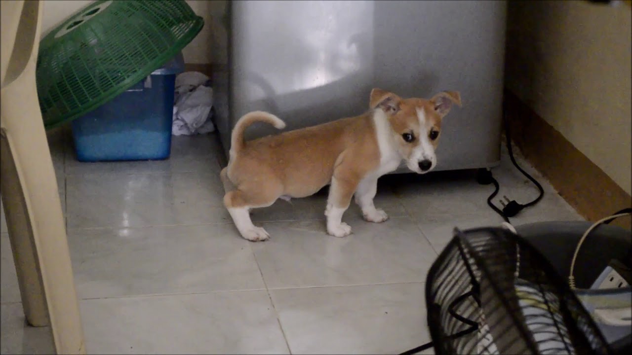 Dog Peeing - YouTube