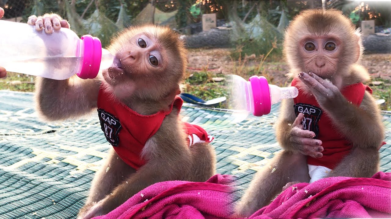 So Peaceful And Beautiful Moment At Farm Monkey Abbey So Enjoying With ...