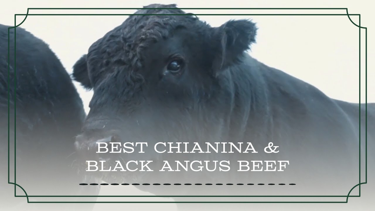 Black Chianina Cattle