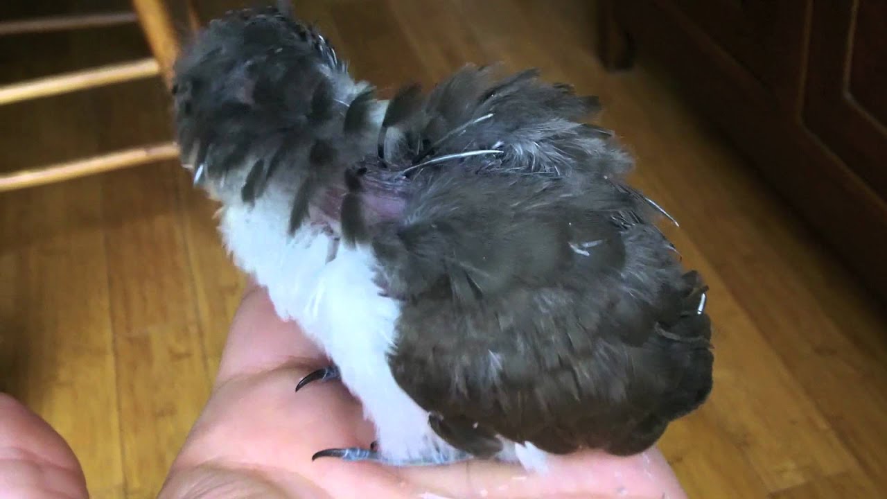 Yellow-billed Cuckoo Fledgling - YouTube
