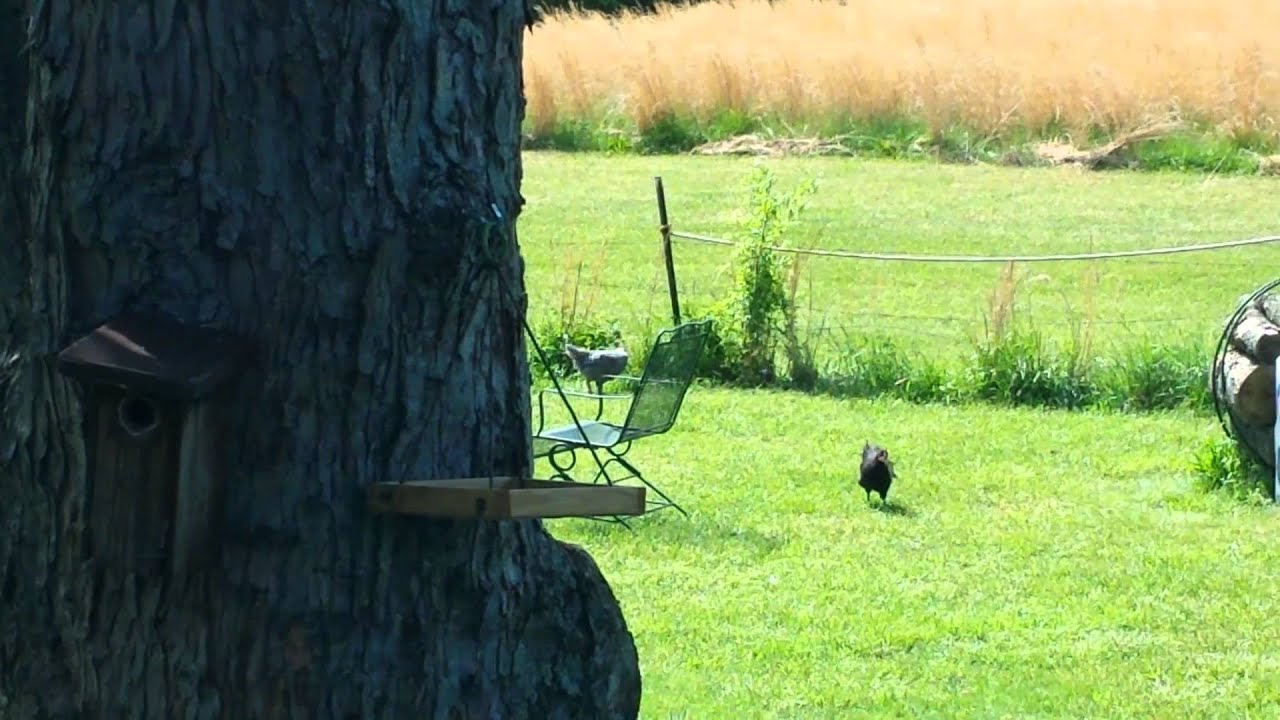 Chicken vs lizard - YouTube