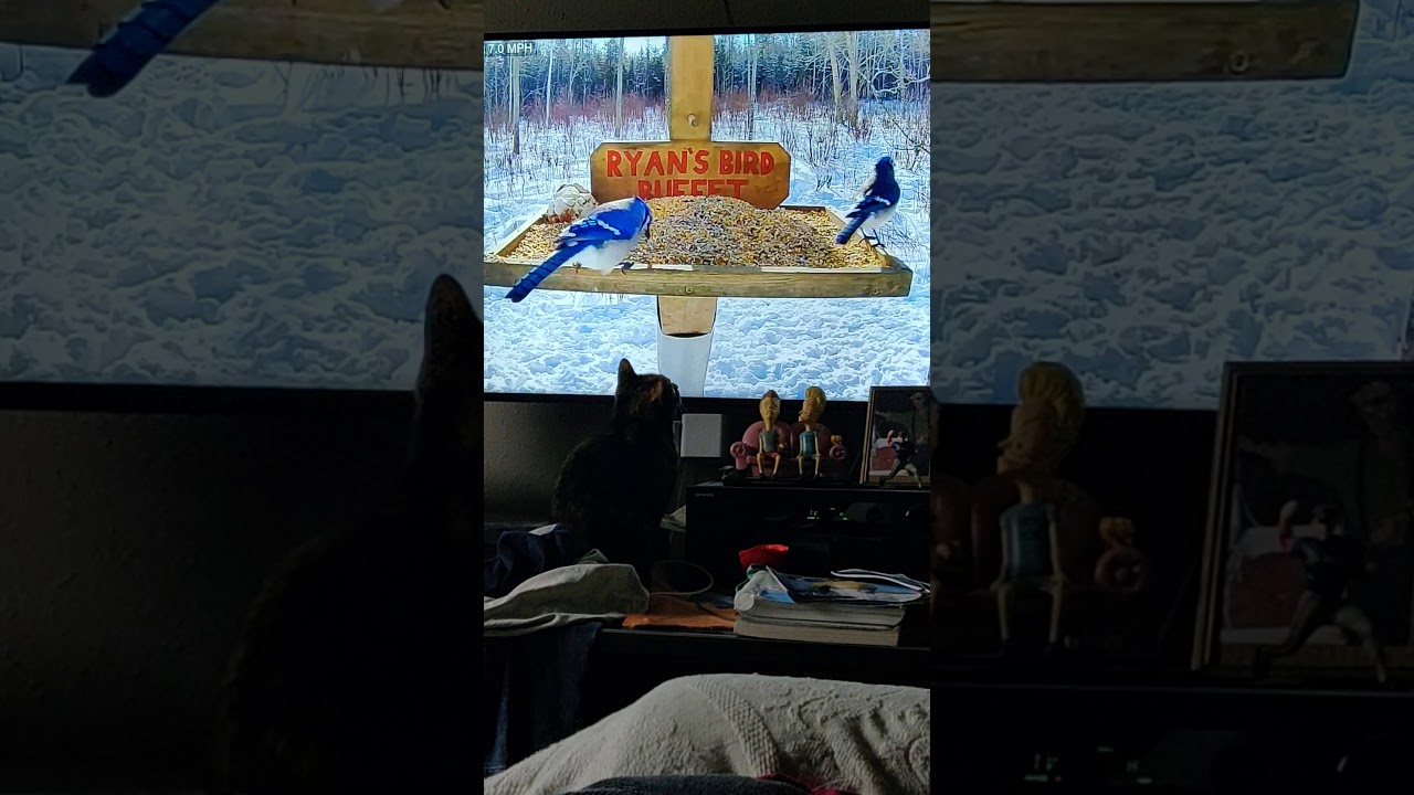 Ryan's bird buffet... Possum, Rascal, and Harry interested(2) - YouTube