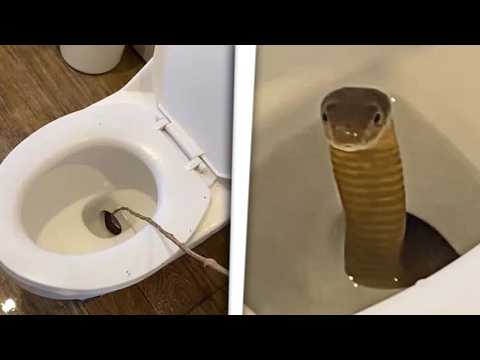 TERROR en el baño: aparece una KING COBRA cuando iba a usar el WC