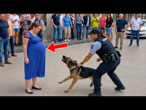 Pregnant Woman’s Dog Won’t Stop Barking at Her Belly… Then She Realizes It’s Trying to Warn Her