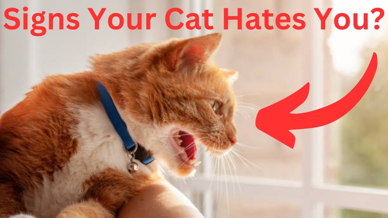 Strange Cat Behavior Explained– 10 Red Flags to Watch Out For? | Cat ...