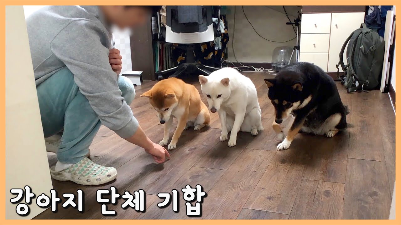 강아지 단체 기합 받았어요 Youtube
