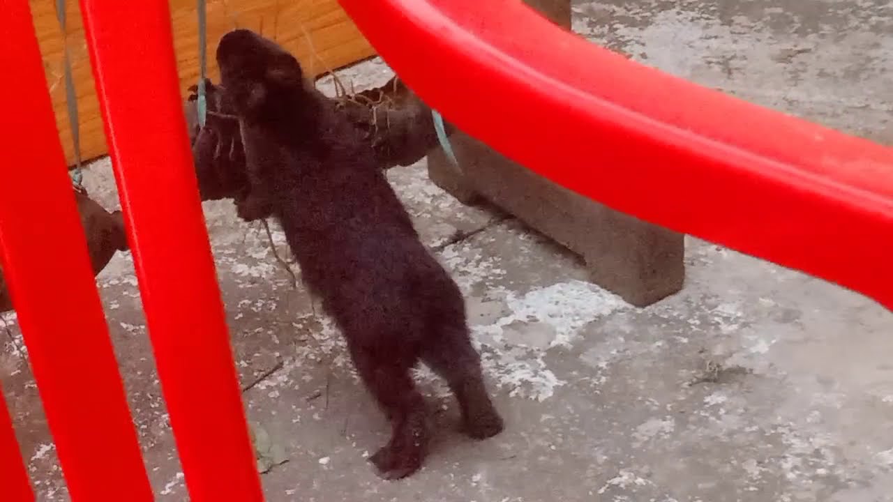 #tutu&sutu playing 😊😊😊😄😄😄💐/part-2 - YouTube