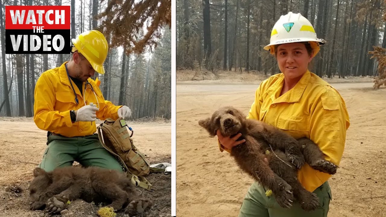 Bear cub caught up in Antelope Fire rescued by wildlife crews - YouTube