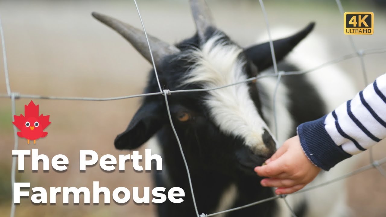 The Goat Farm Experience You Didn't Know You Needed - YouTube