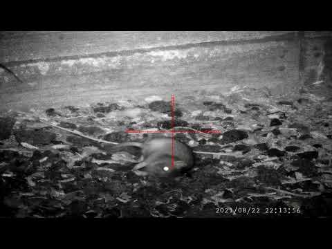 50 plus rats, head shots only rat shooting!!! - YouTube