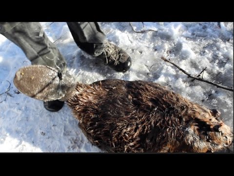 The Beaver Problem - YouTube