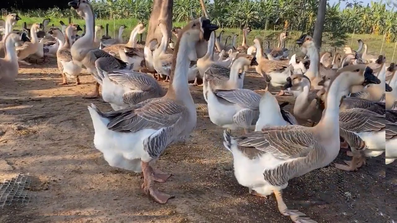Farm Life | Harvesting eggs at the goose farm, take care of the goose ...