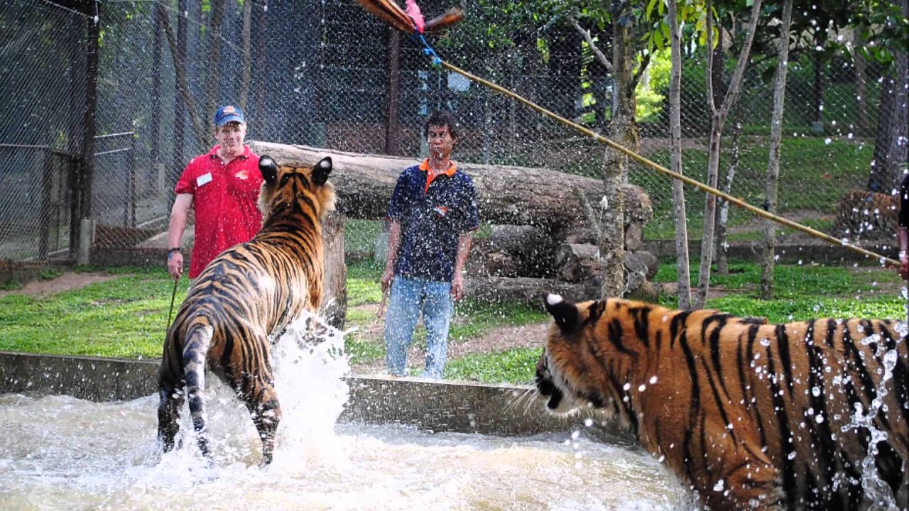Dancing Tigers in Thailand - YouTube