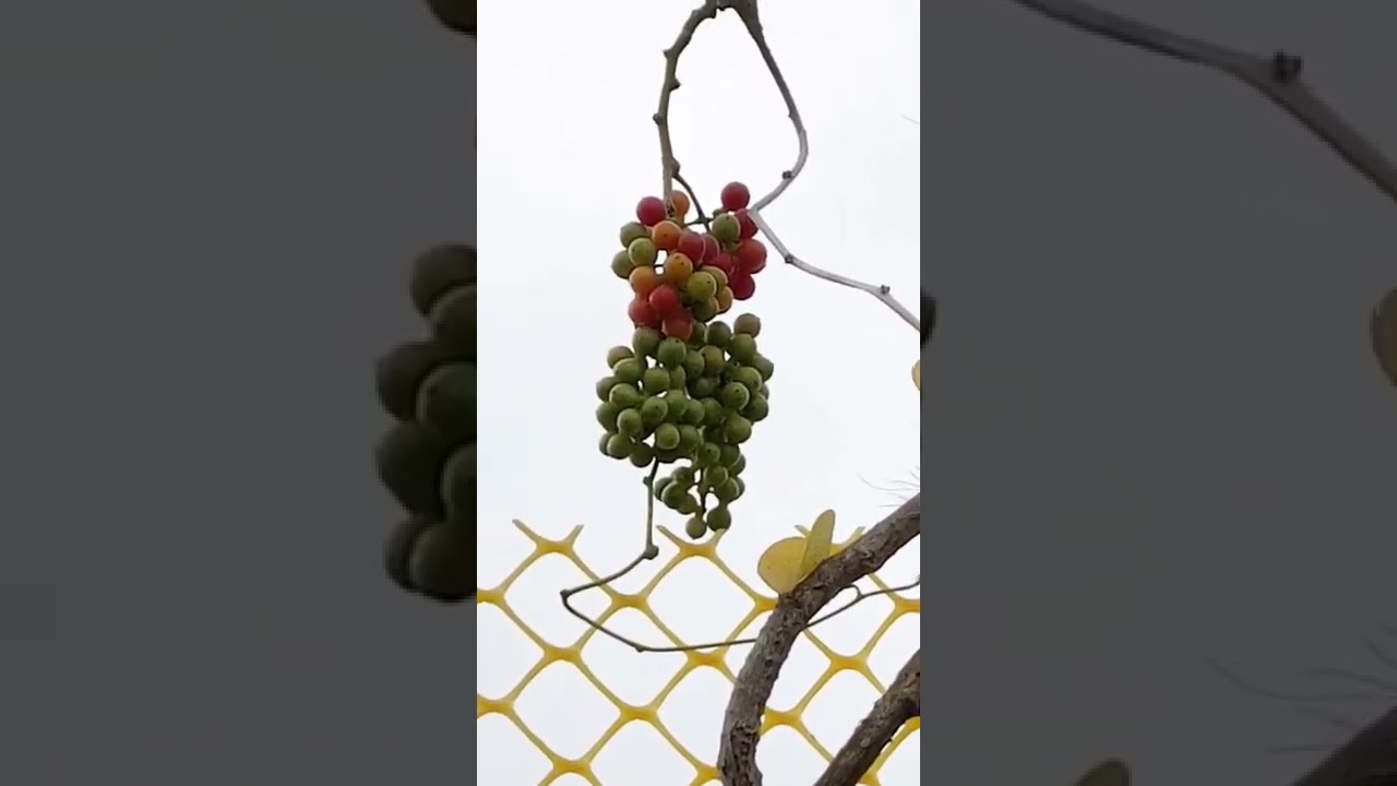 TIPPA TEEGA SEEDS - YouTube