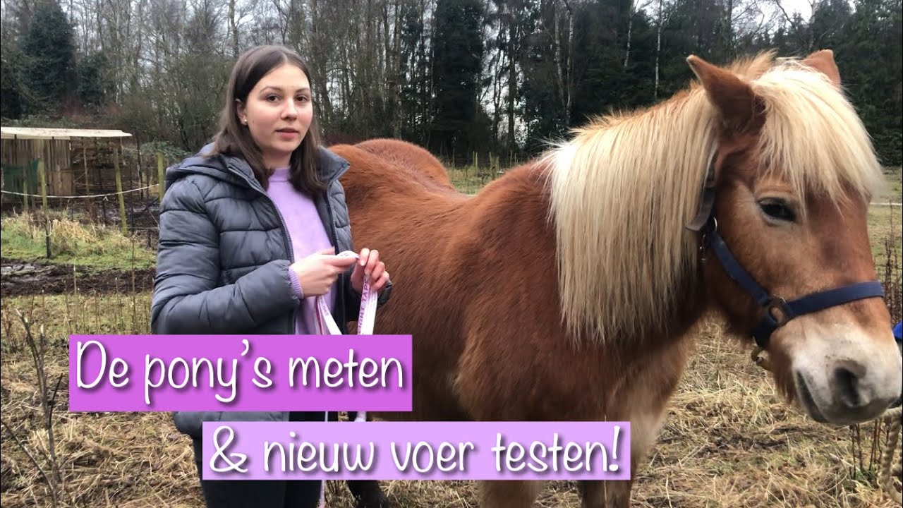 De pony’s meten & nieuw voer testen! 📏🌾 | Vlog #14 - YouTube