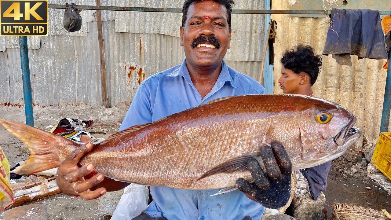 | KASIMEDU BIG SANKARA FISH CUTTING VIDEO | FRESH FISH CUTTING SKILLS ...