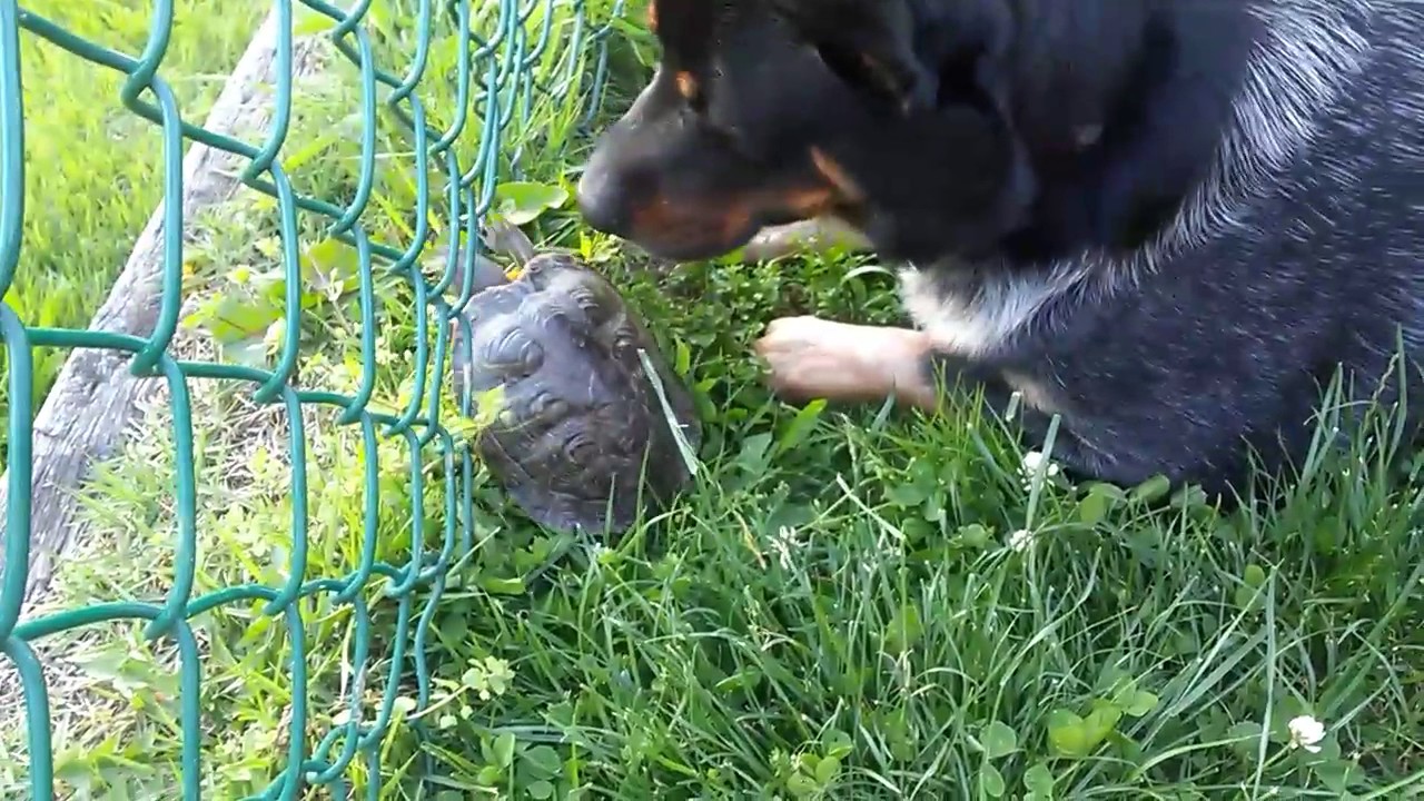 Turtle and dog friendship - YouTube