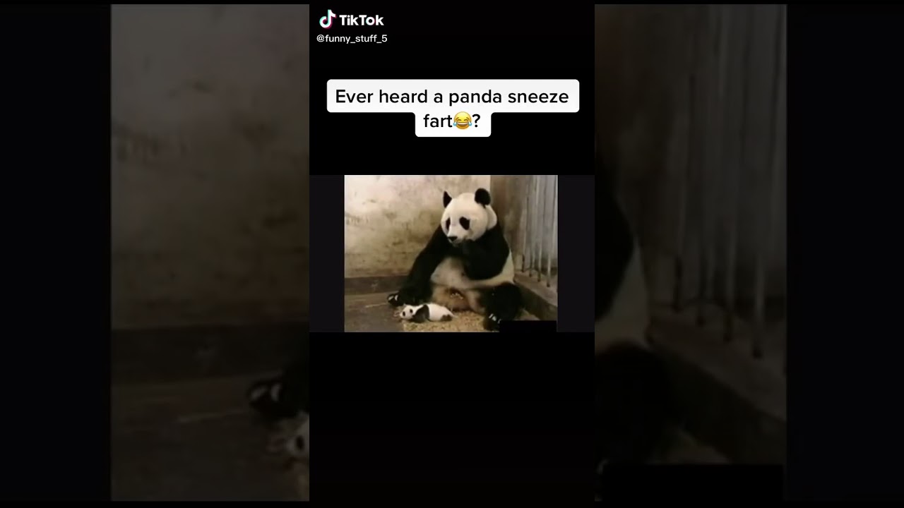 Panda farting - YouTube