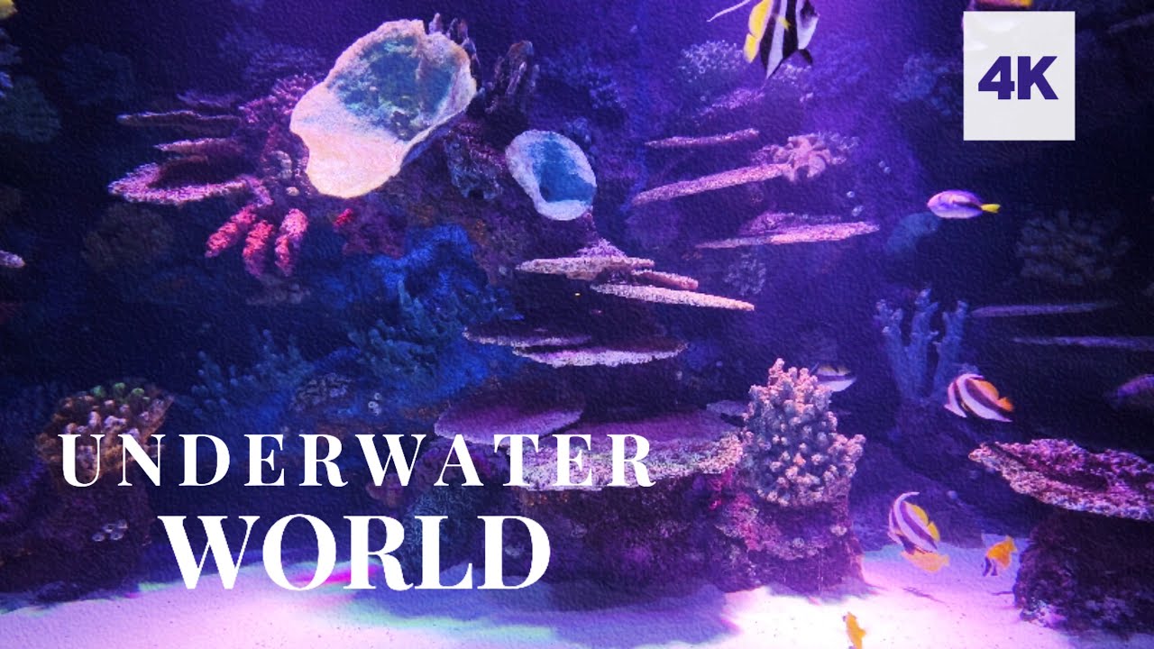 Underwater World 4K | incredible colourful Ocean Life | Marine Life ...