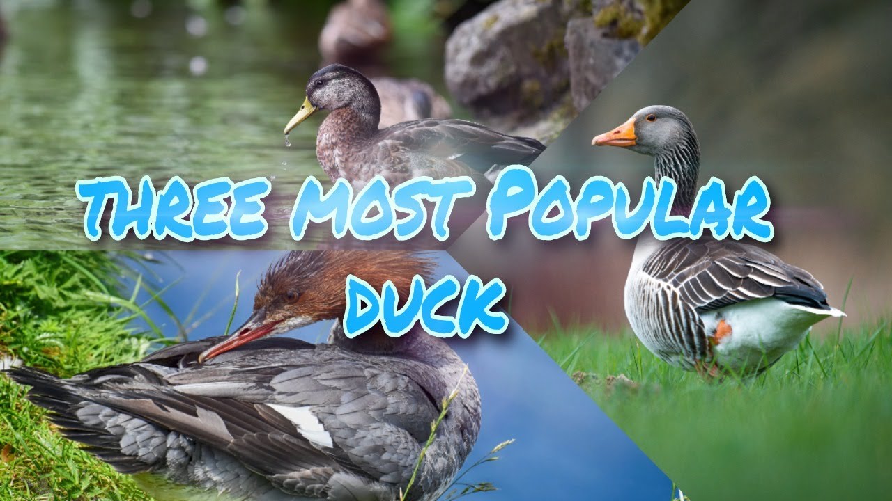 Most Popular duck || duck videos| goose animal videos- compilation 2021 ...