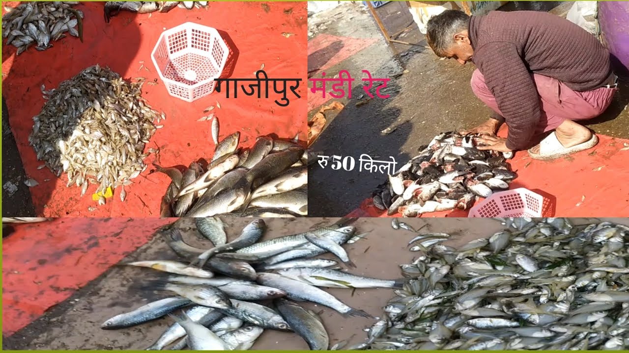 मछली मंडी गाजीपुर मार्केट Gazipur fish Mandi#delhi in India - YouTube