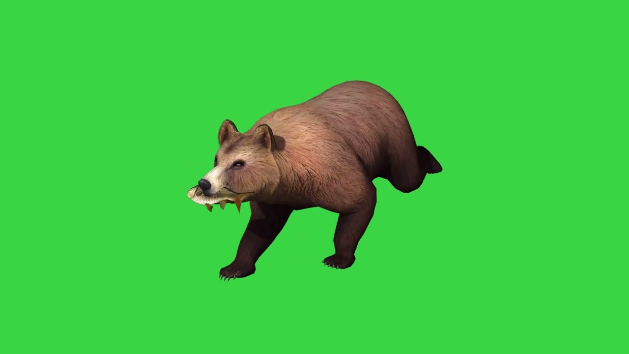 Bear Running Green Screen Free Download 4K by BFZ - YouTube