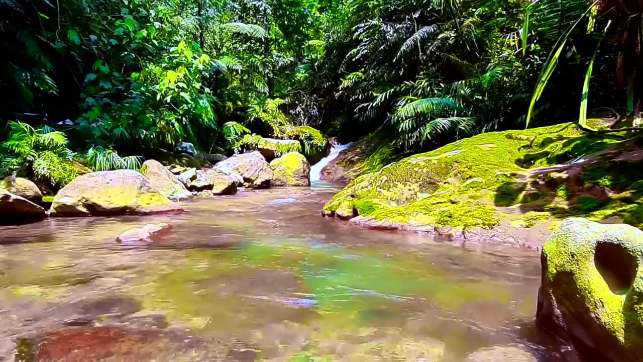 Beautiful Forest Creek Gently Flowing | Soothing Nature Sounds | Sleep ...