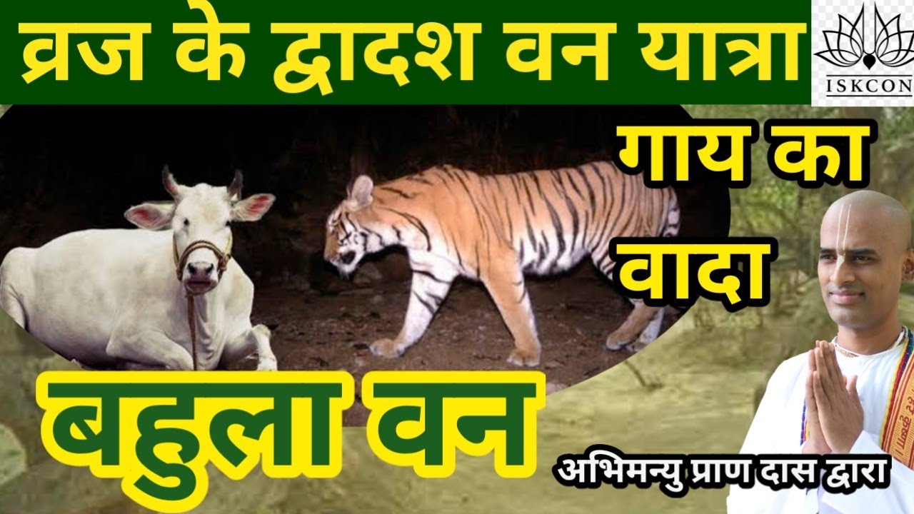 बहुलावन🌲 | जब भूखे शेर ने गाय को नहीं खाया 🐮🐯 | घर बैठे द्वादश वन ...